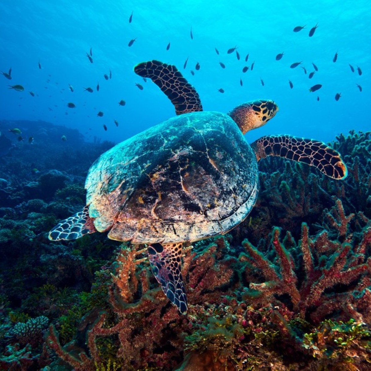 MiniDive | The Mini Scuba Tank For Everyone